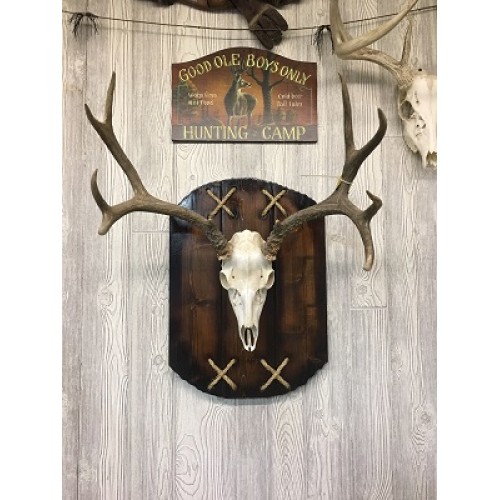 Taxidermy Deer European Panels - Custom Outdoor Advantage