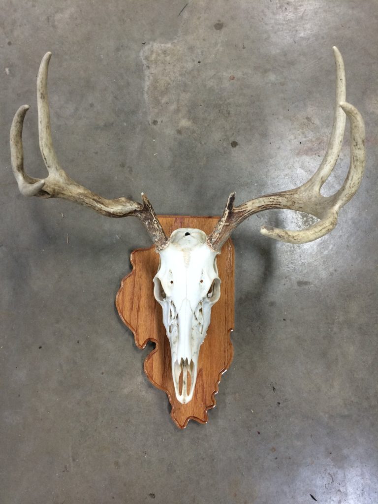 Illinois Deer European Panel - Custom Outdoor Advantage