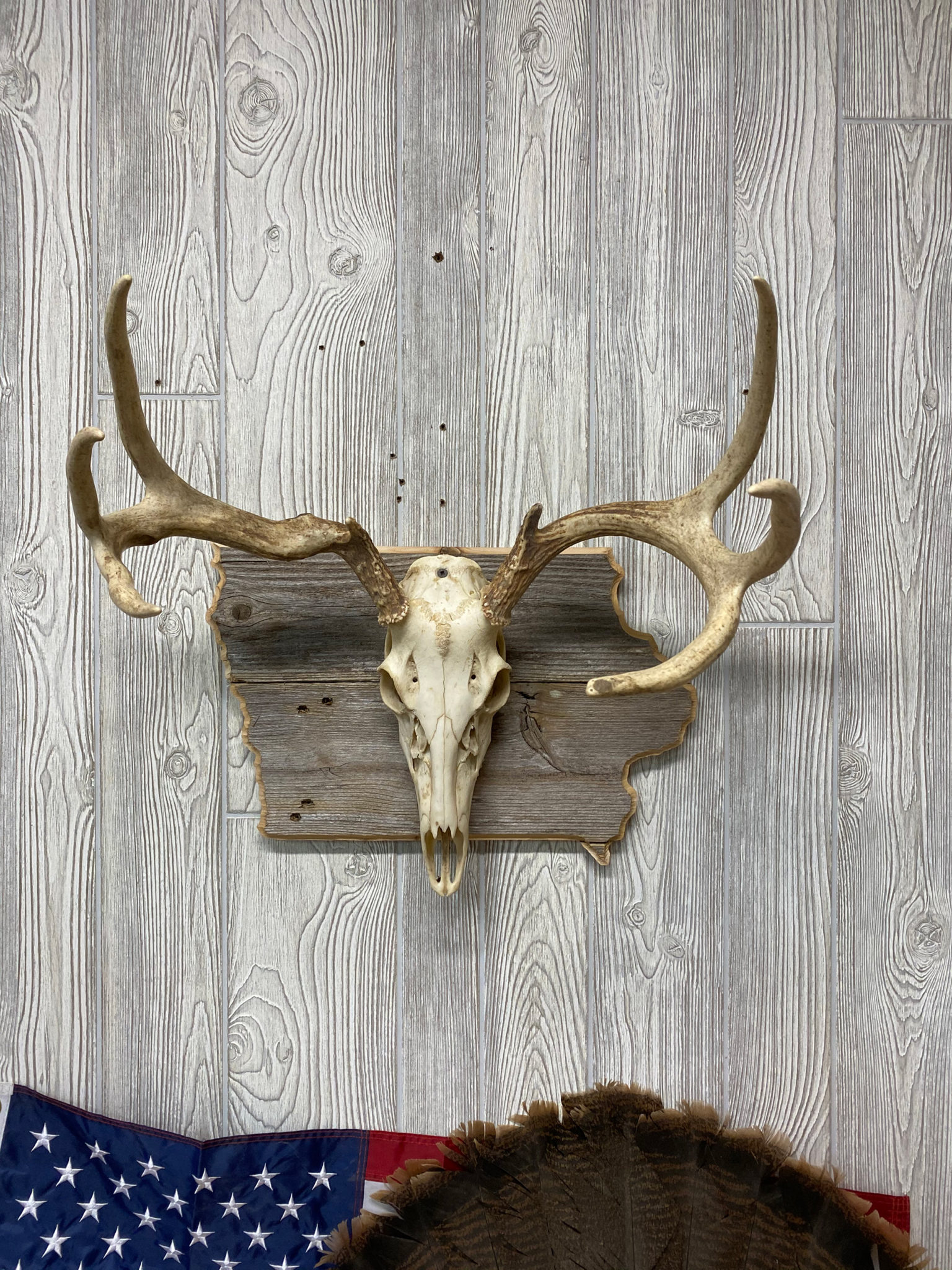 Iowa Deer European Panel - Custom Outdoor Advantage