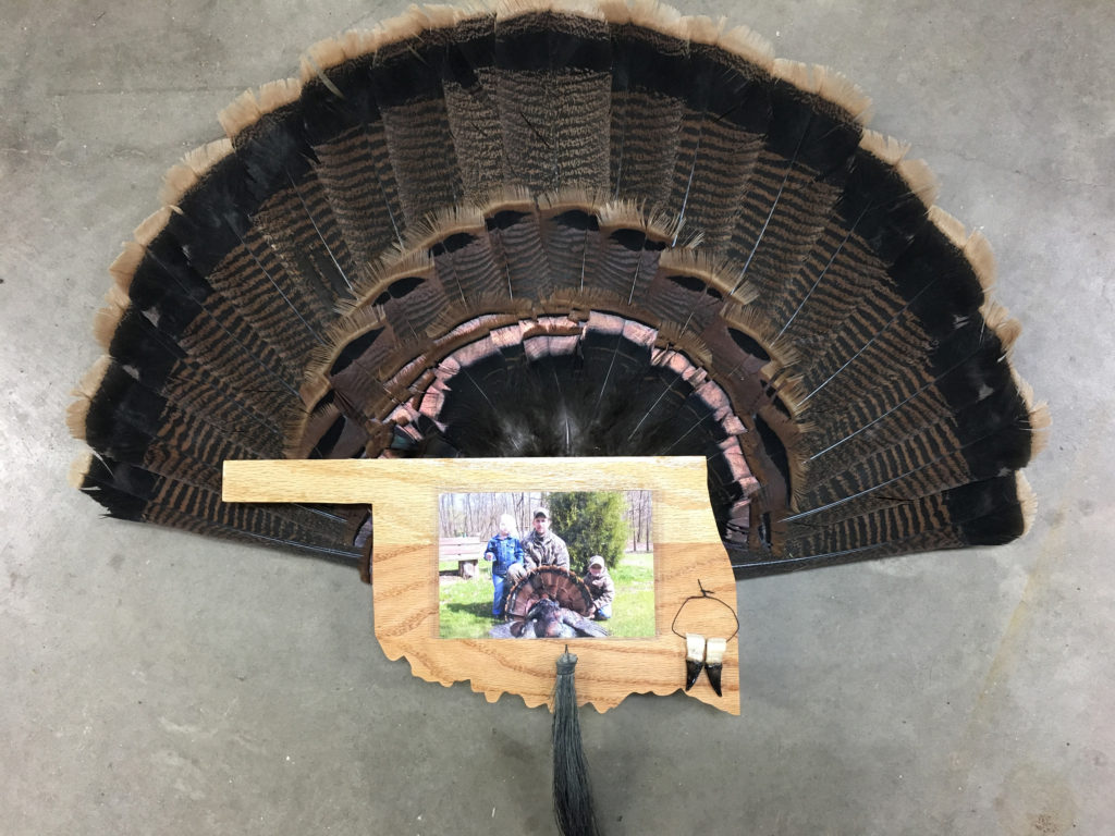 Oklahoma Turkey Tail Fan Display - Custom Outdoor Advantage