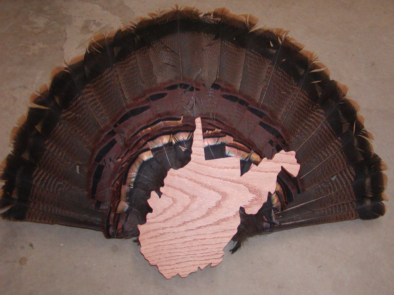 West Virginia State Turkey Tail Fan Mount Panel - Custom Outdoor Advantage