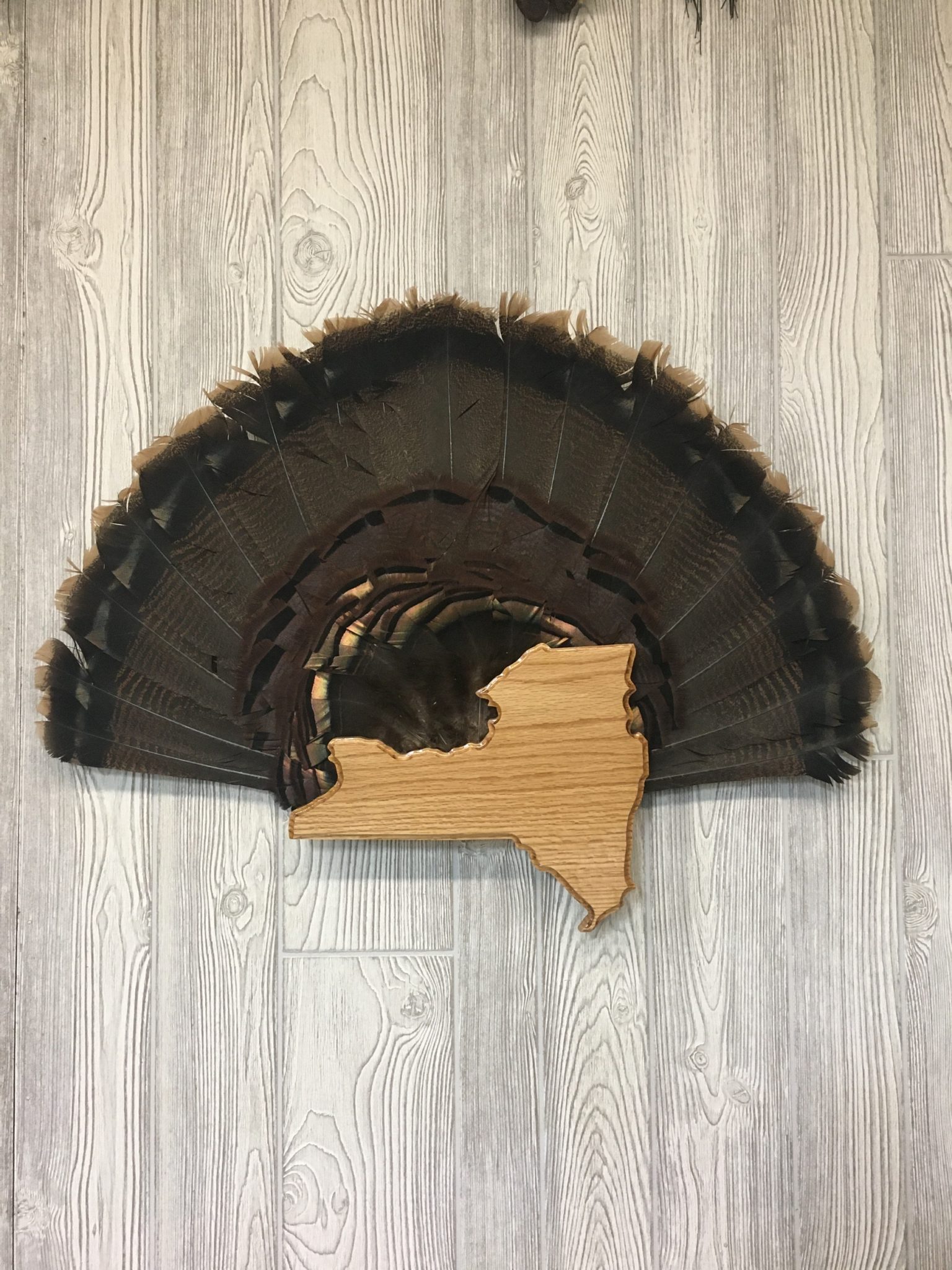 New York State Turkey Tail Fan Display Plaque - Custom Outdoor Advantage
