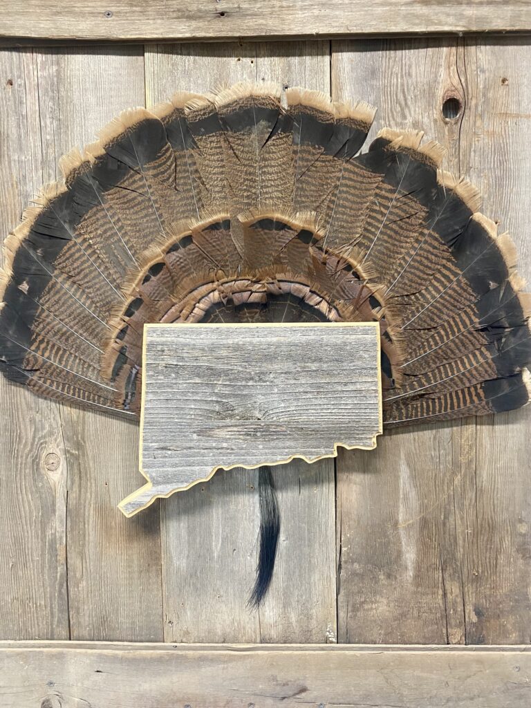Connecticut State Turkey Tail Fan Panel Mount - Custom Outdoor Advantage